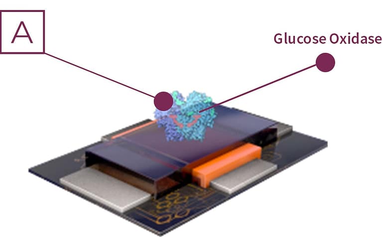 The Biosensor Platform | IBS Inc.